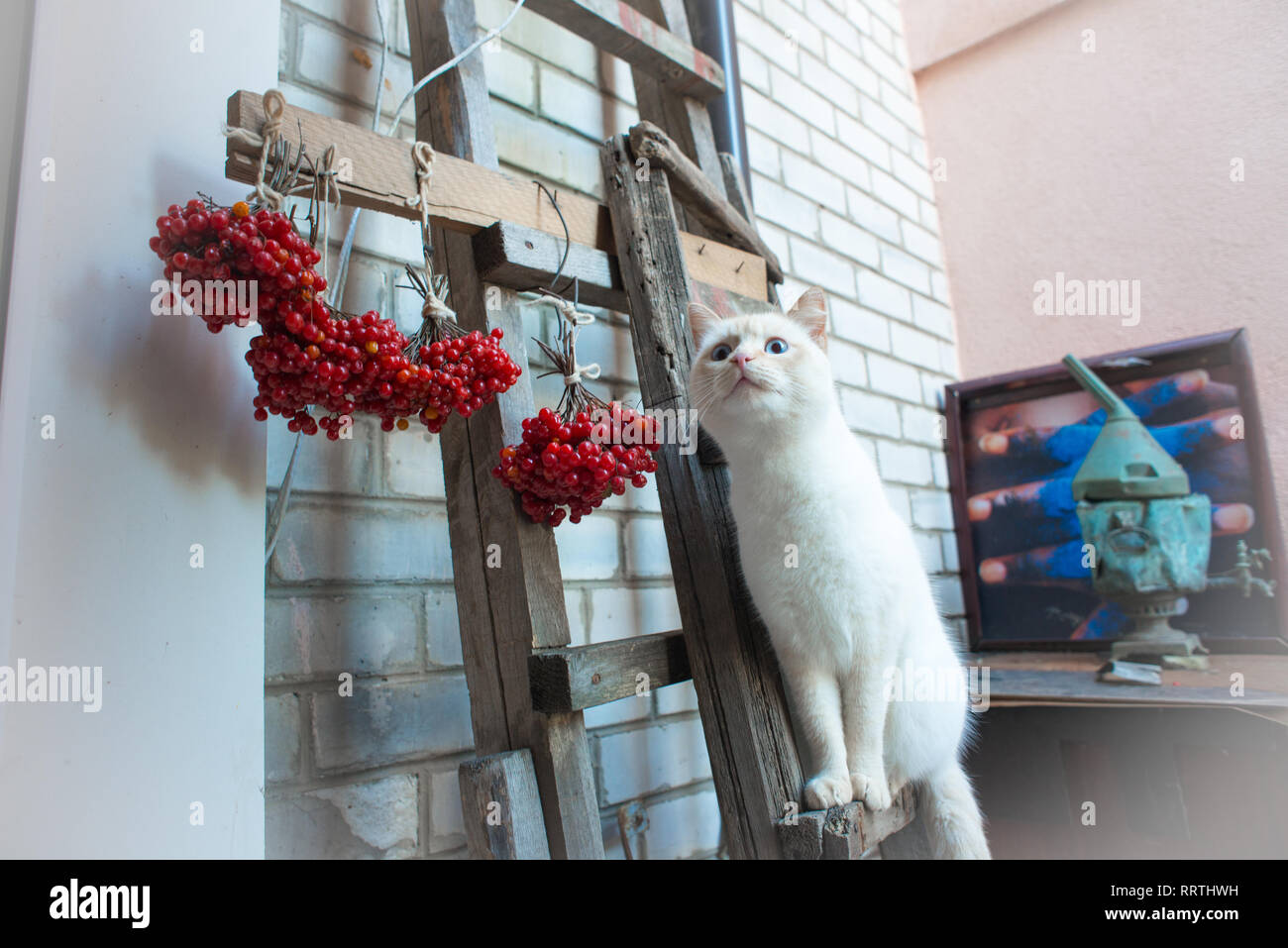 White cat red rose hi-res stock photography and images - Alamy