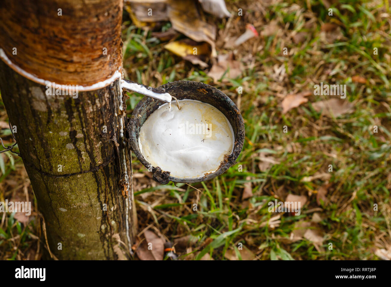 Rubber tree and cup on a tree, filled with latex, rubber plantation ...
