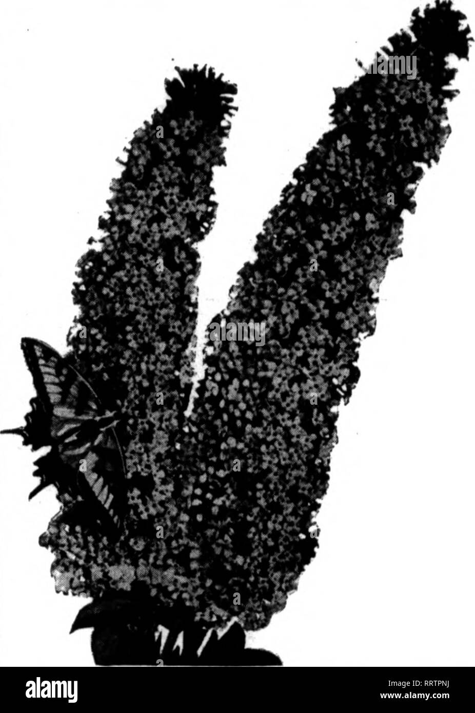 Butterfly blending plant Black and White Stock Photos & Images - Alamy