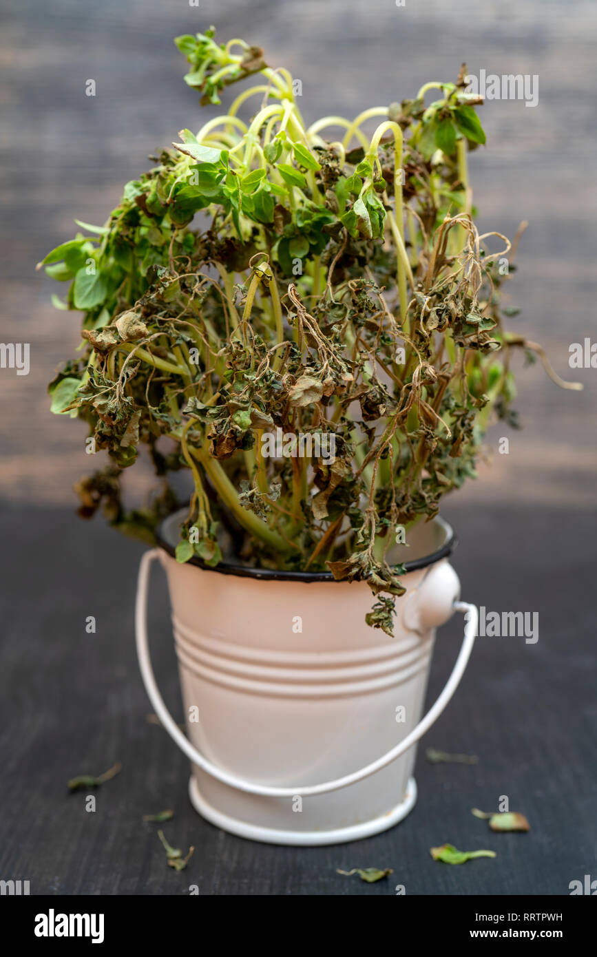 Faded withered seedling. Symbol of death and decay Stock Photo - Alamy