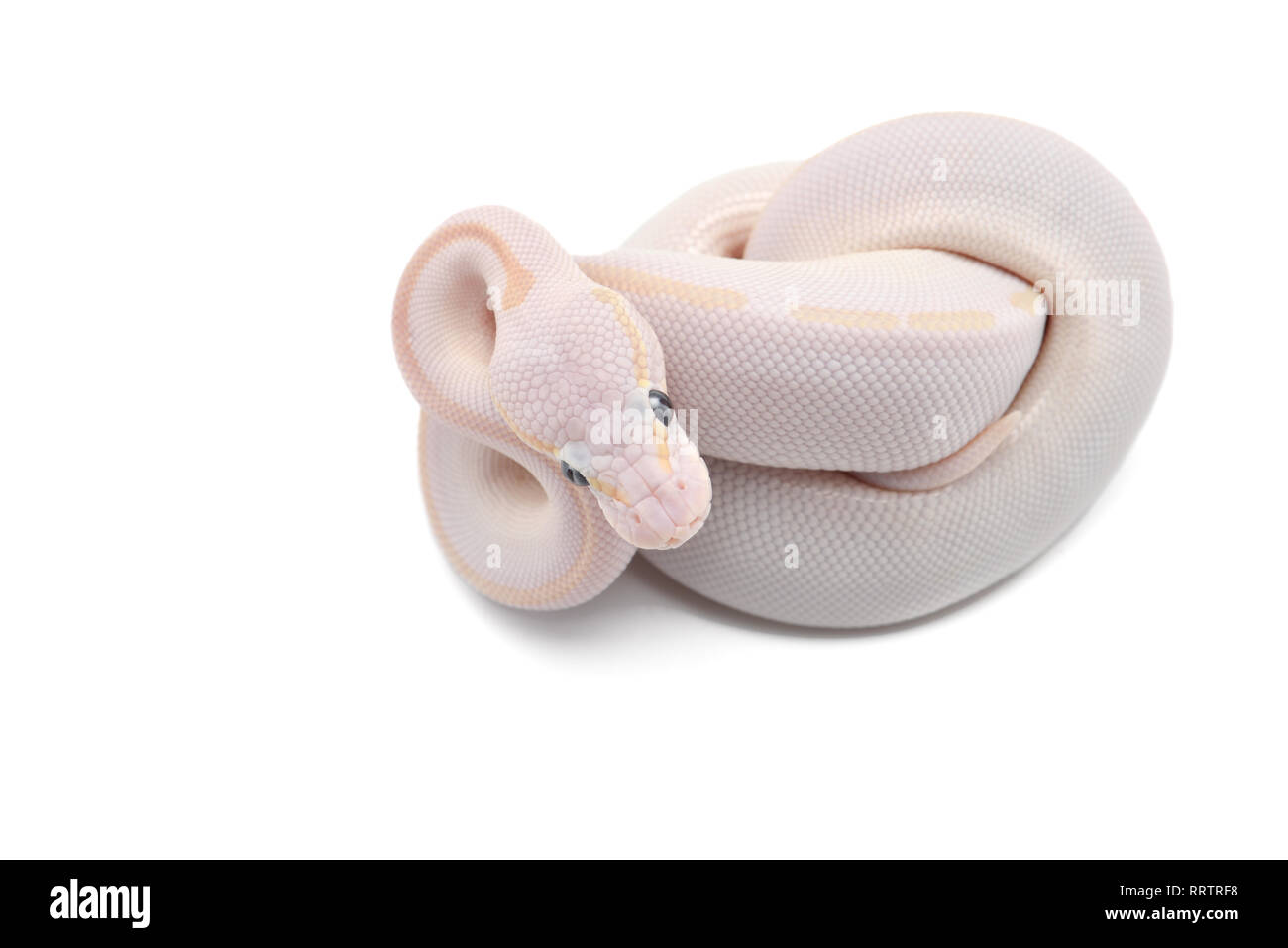 Snake Ball python isolated on white background Stock Photo - Alamy