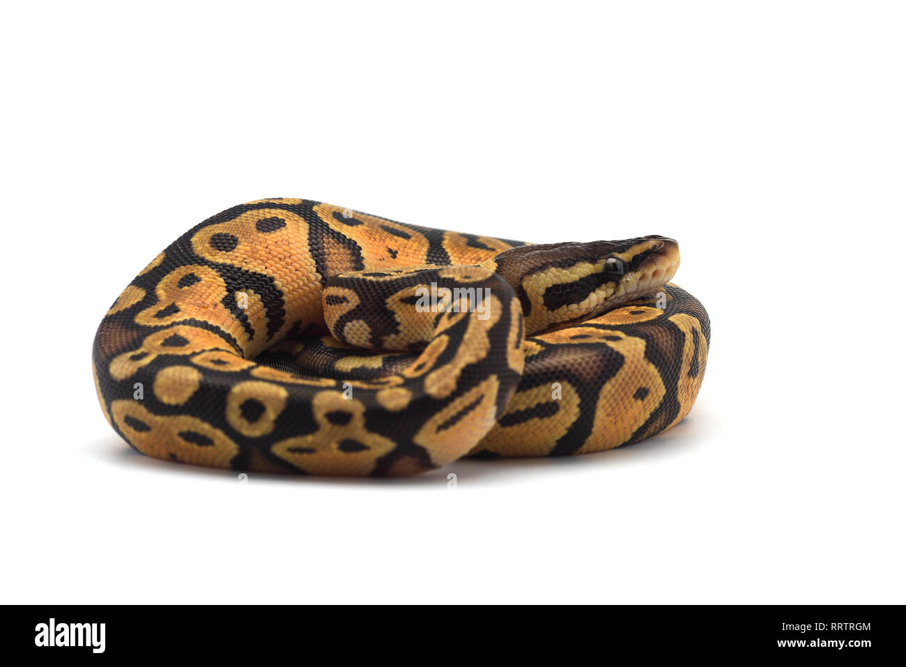 Snake Ball python isolated on white background Stock Photo - Alamy