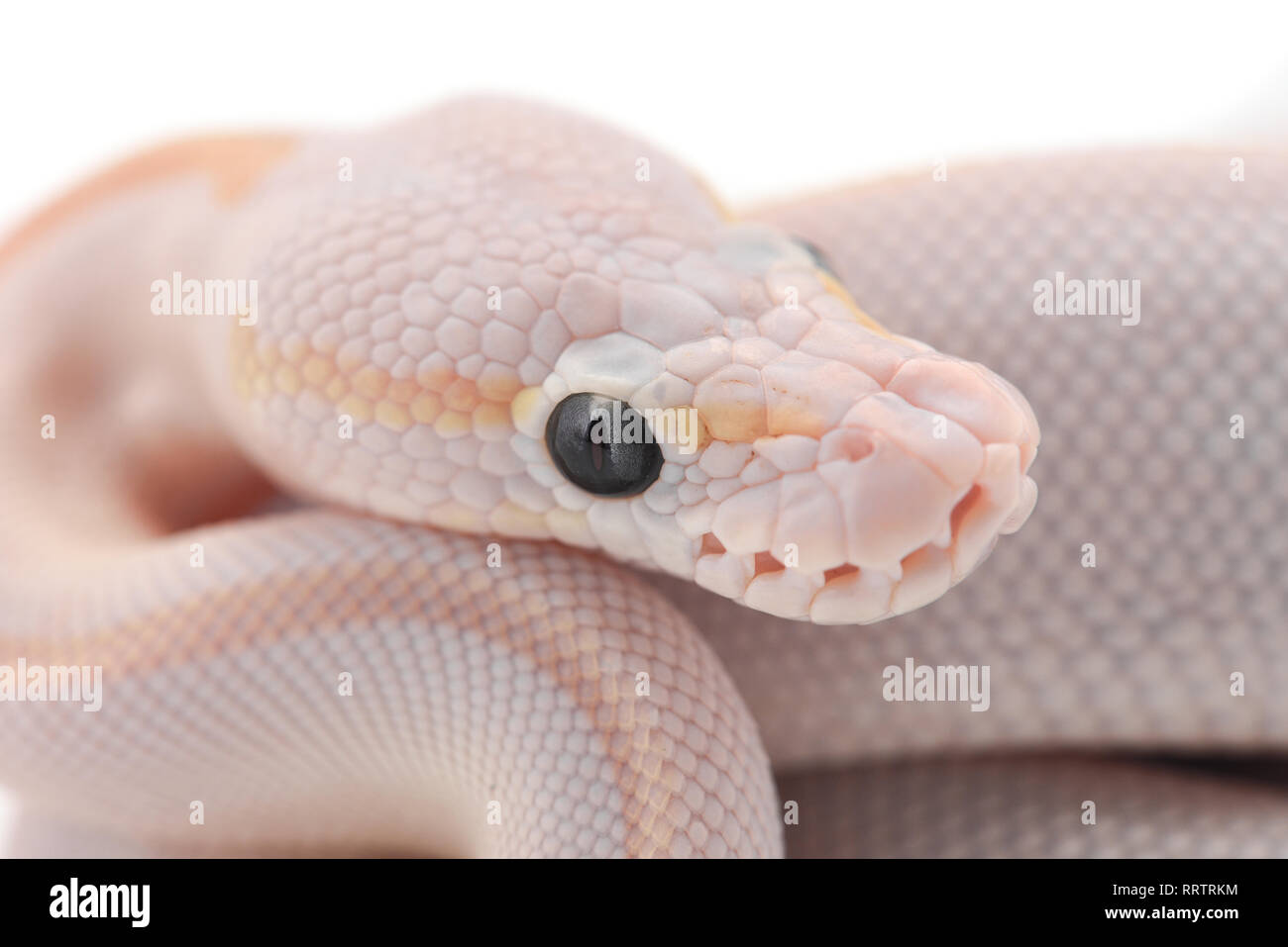Snake Ball python isolated on white background Stock Photo - Alamy