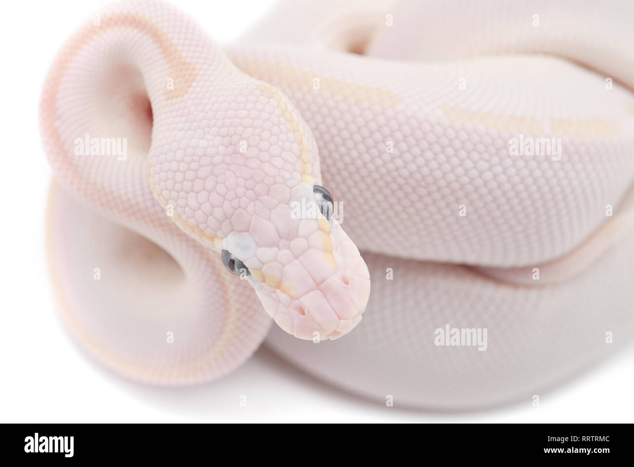 Snake Ball python isolated on white background Stock Photo - Alamy
