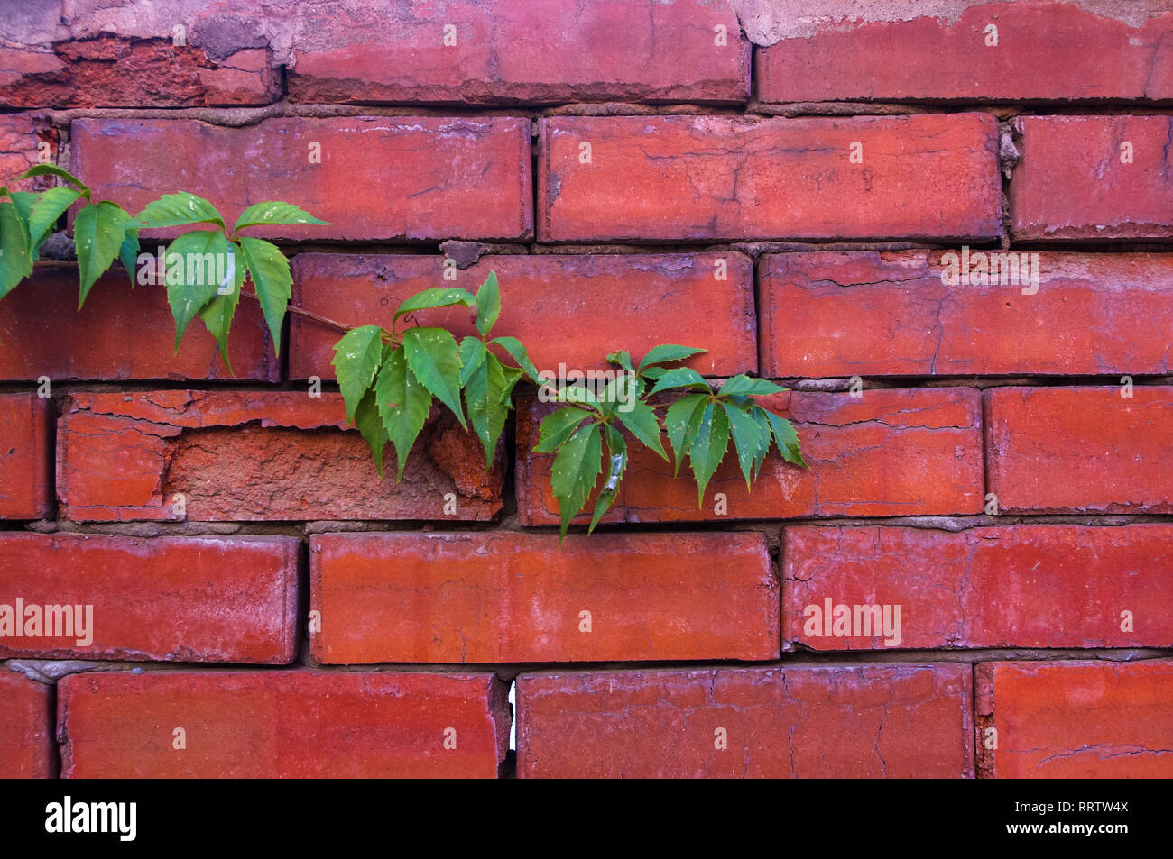 Aged old rough dark red brick wall with wild grape shoots, brick blocks ...
