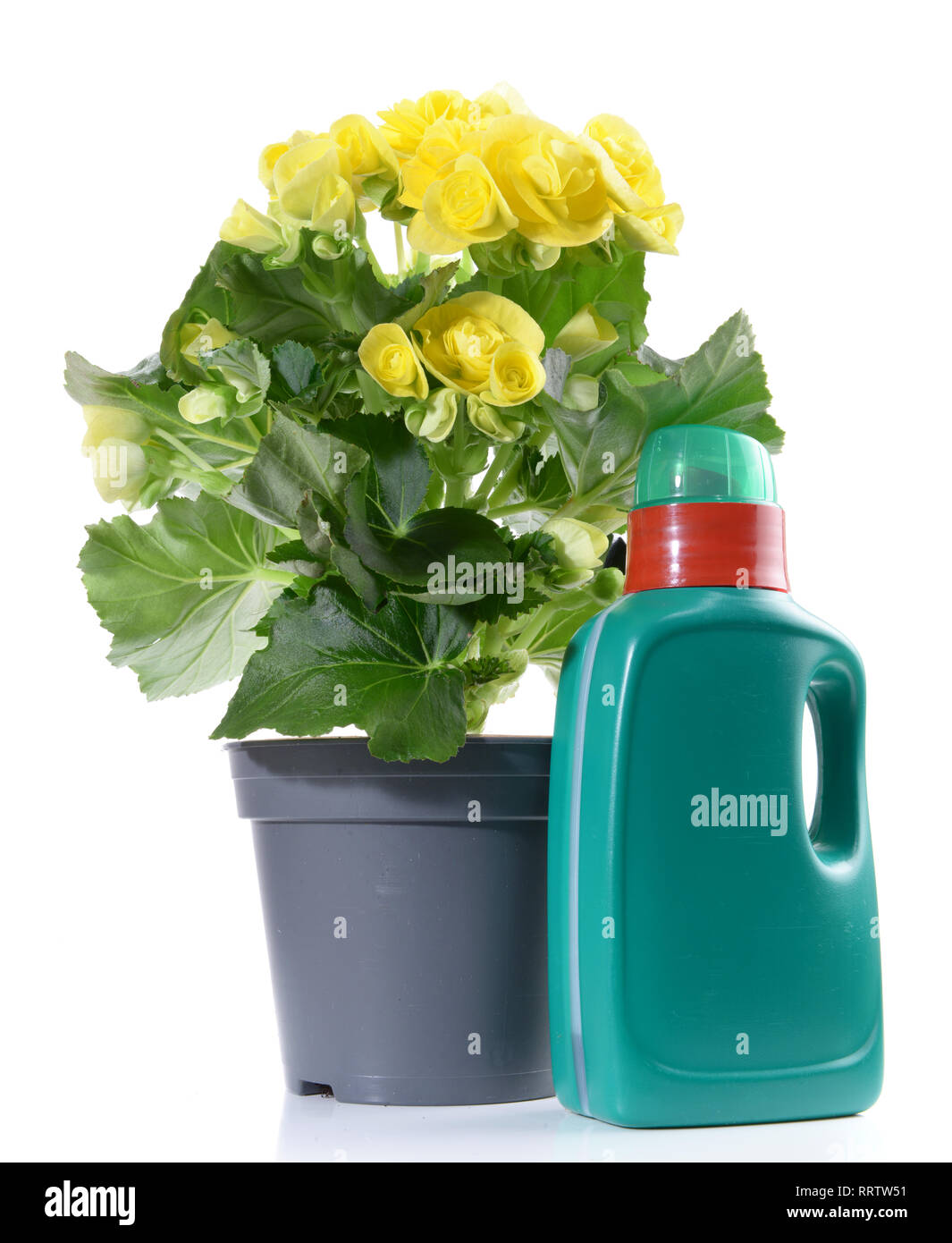 Planting begonias in pot hi-res stock photography and images - Alamy