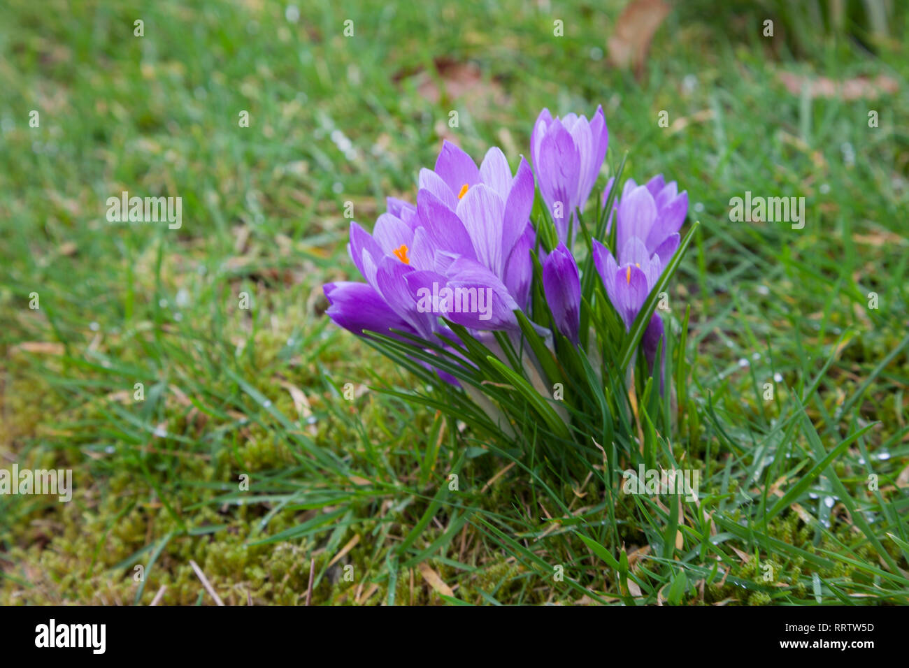 Flowering purple crocus growing through grass on a lawn Stock Photo - Alamy