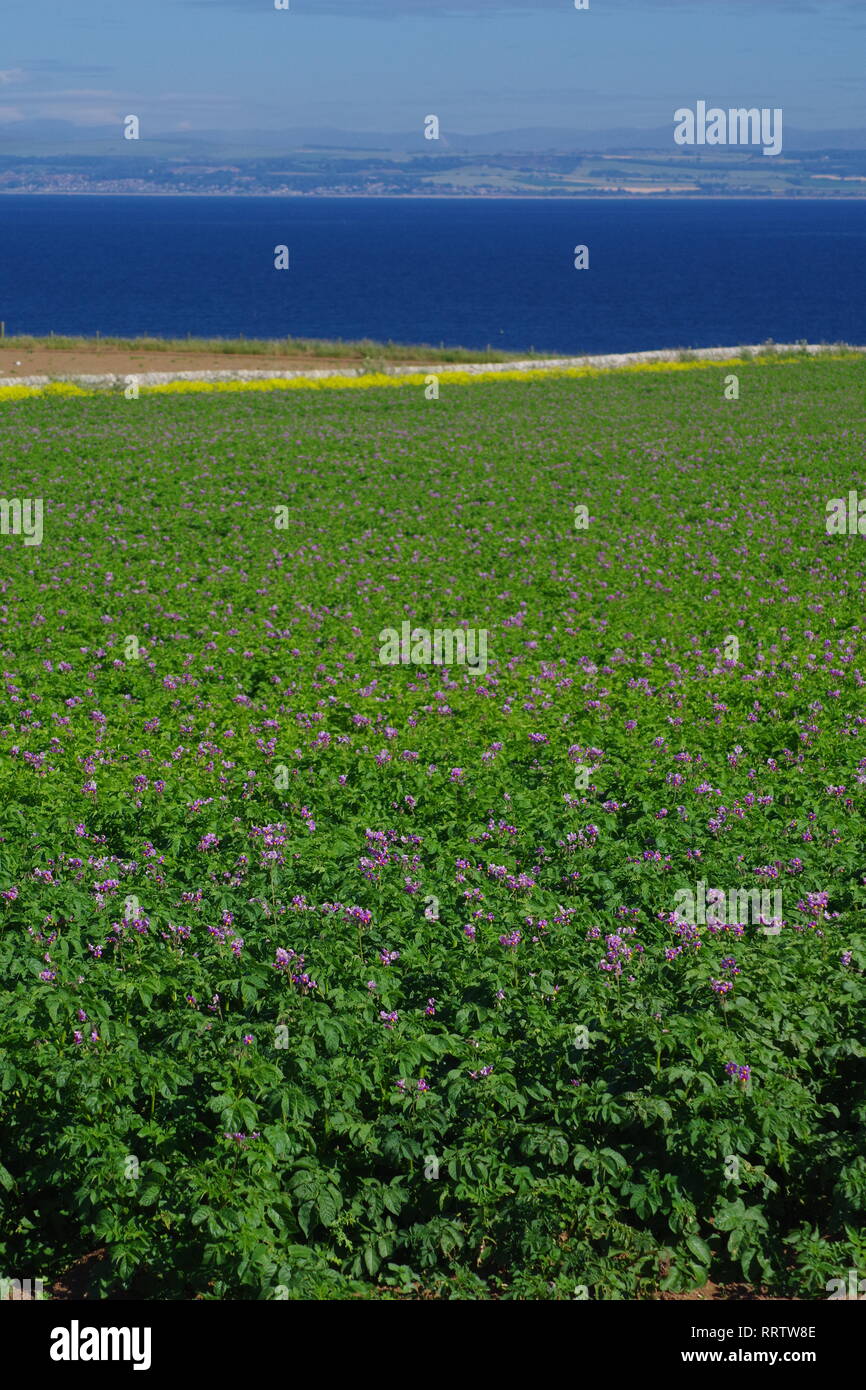Potatoes Growing in a Farm Field on a Sunny Summers Day. Boarhills ...