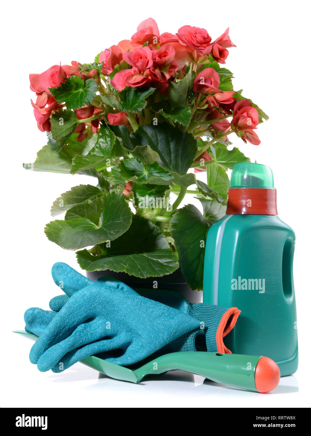 Planting begonias in pot hi-res stock photography and images - Alamy