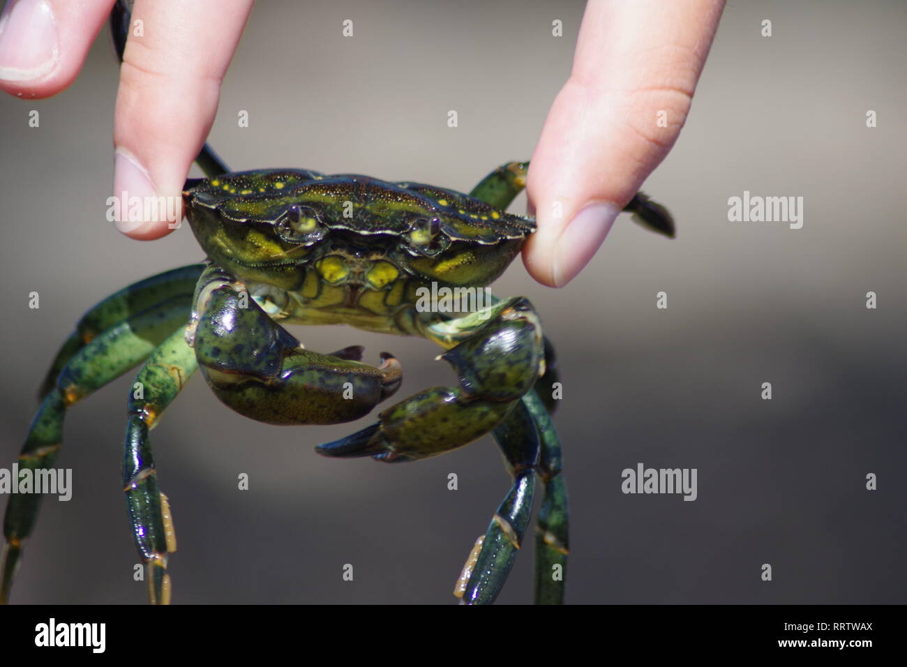 Common Green Shore Crab (Carcinus maenas) on the Plucked from a Fife ...