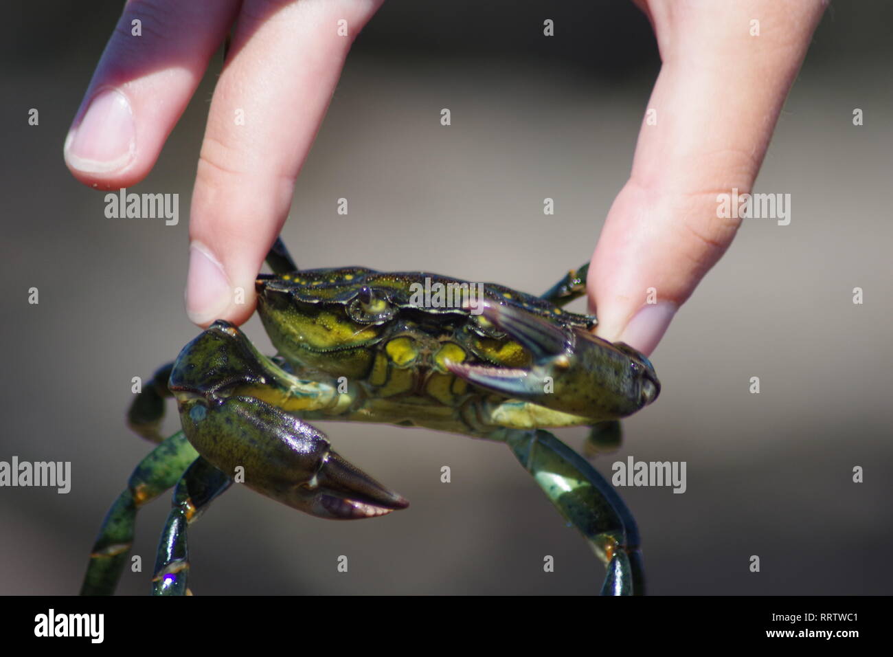 Common Green Shore Crab (Carcinus maenas) on the Plucked from a Fife ...