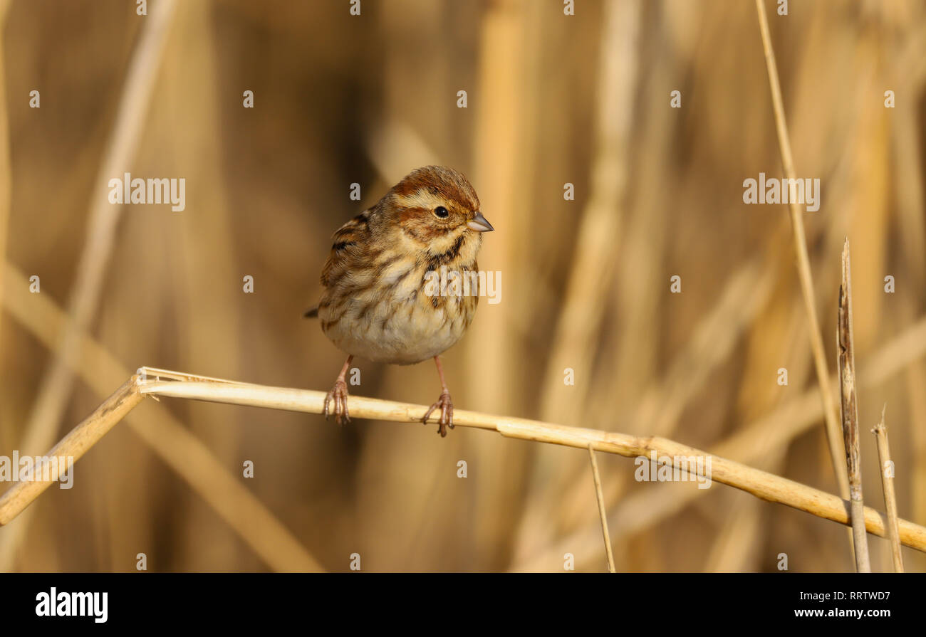 Reed Bunting (Emberiza schoeniclus) female bird eating the seeds in the ...