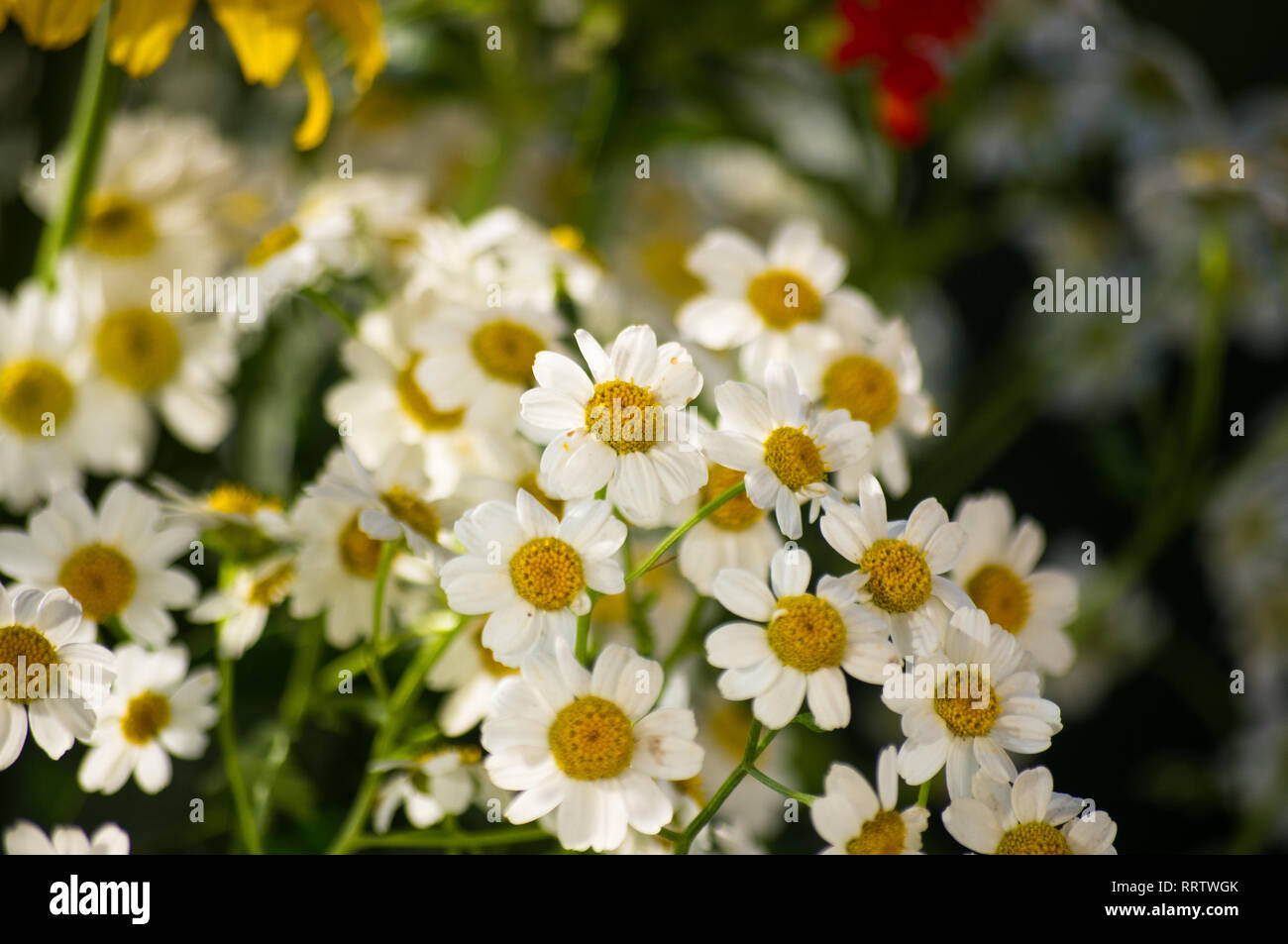 a colorful bouquet of bright spring flowers of various types, close-up ...