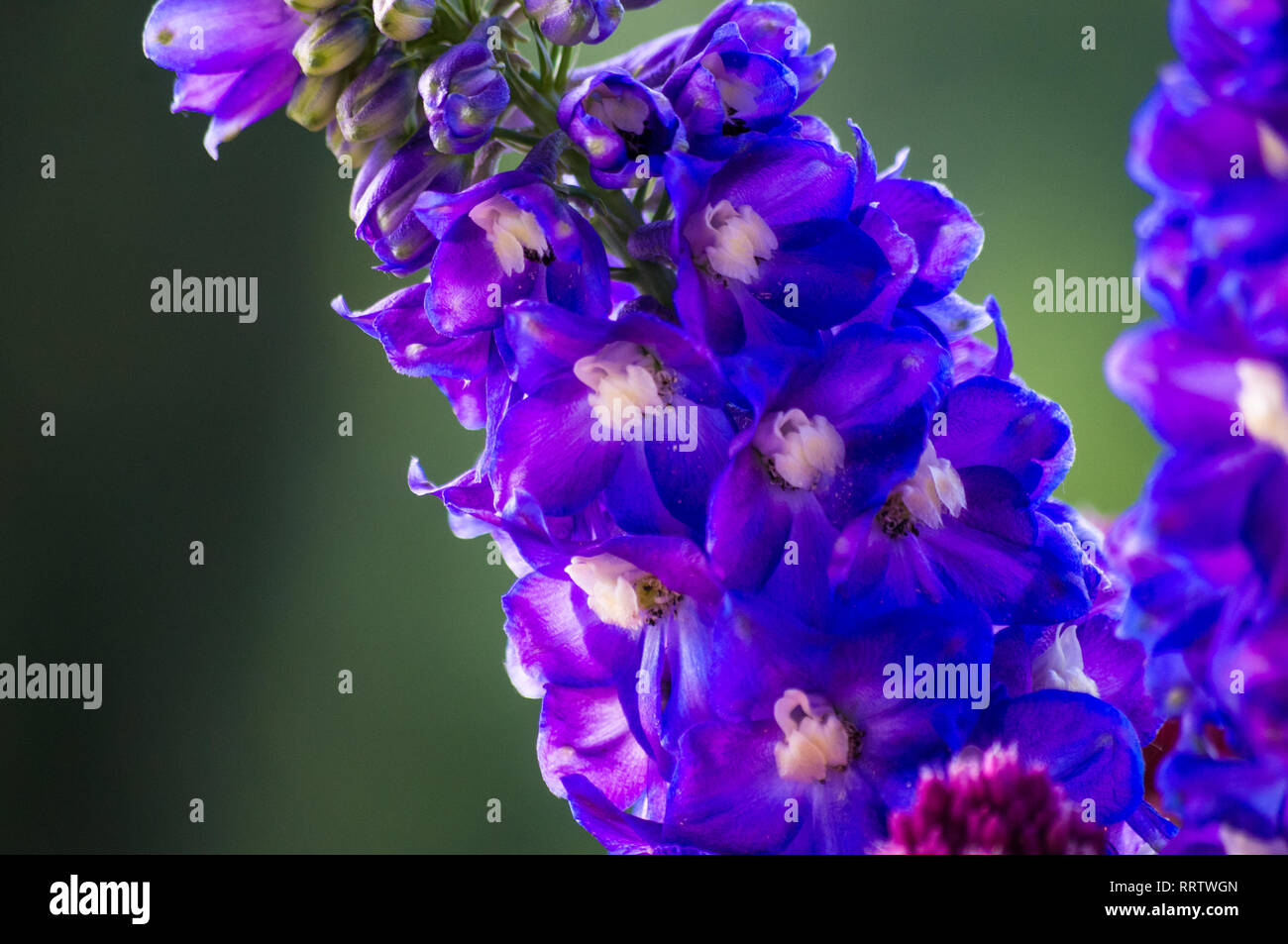 a colorful bouquet of bright spring flowers of various types, close-up ...