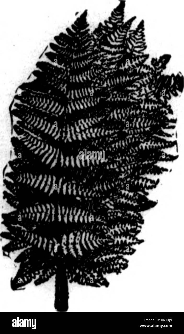 Illinois native plants Black and White Stock Photos & Images - Alamy