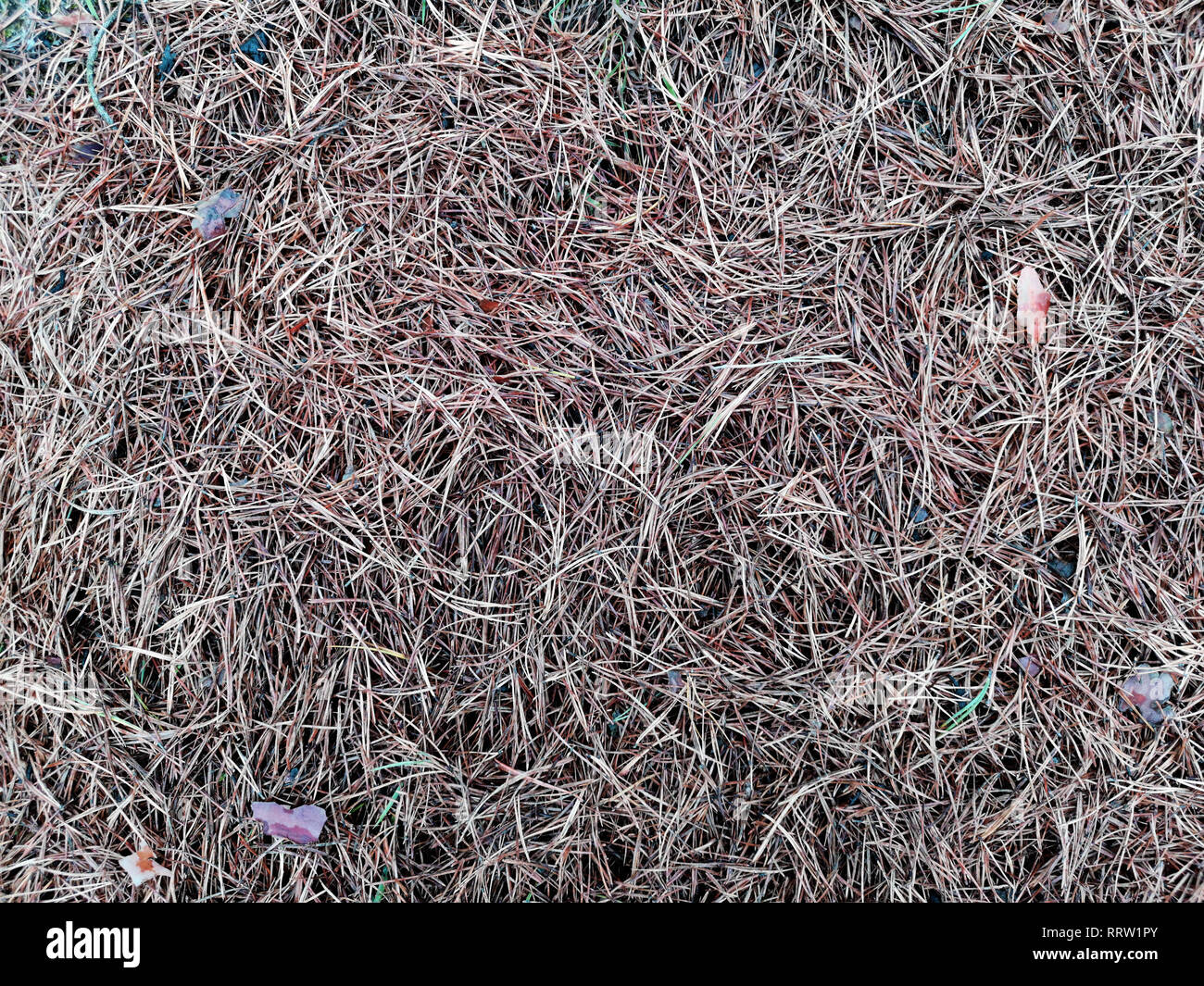 Abstract texture in cold colors of forest elements Stock Photo - Alamy