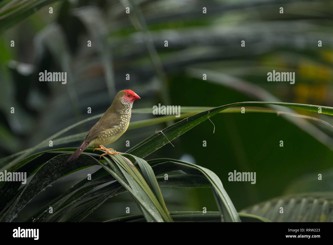 Star finches hi-res stock photography and images - Alamy
