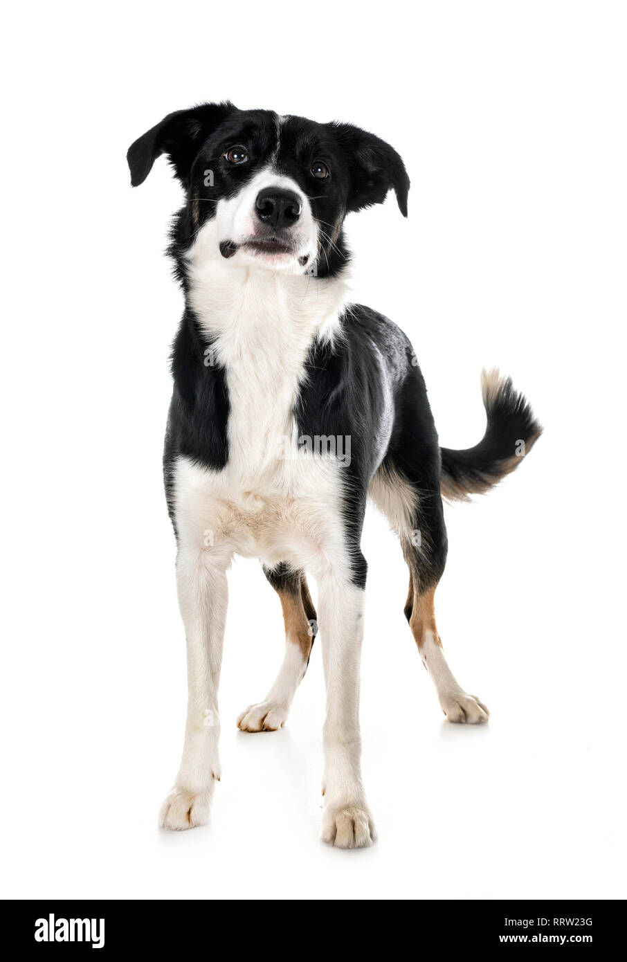 border collie in front of white background Stock Photo - Alamy