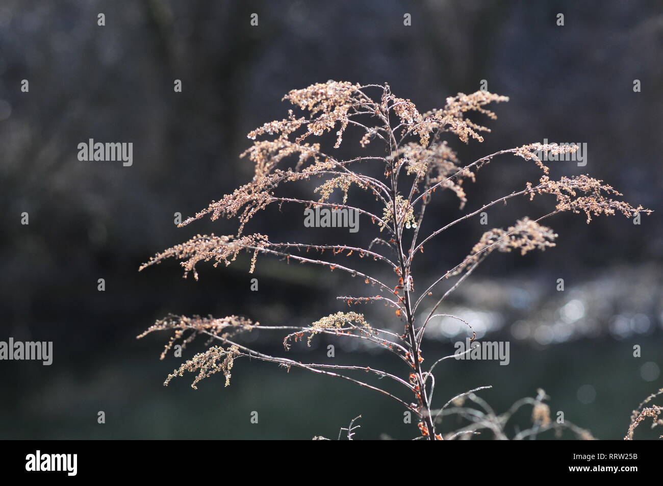 Beautiful Dried Weed Close-up in a Field Stock Photo - Alamy