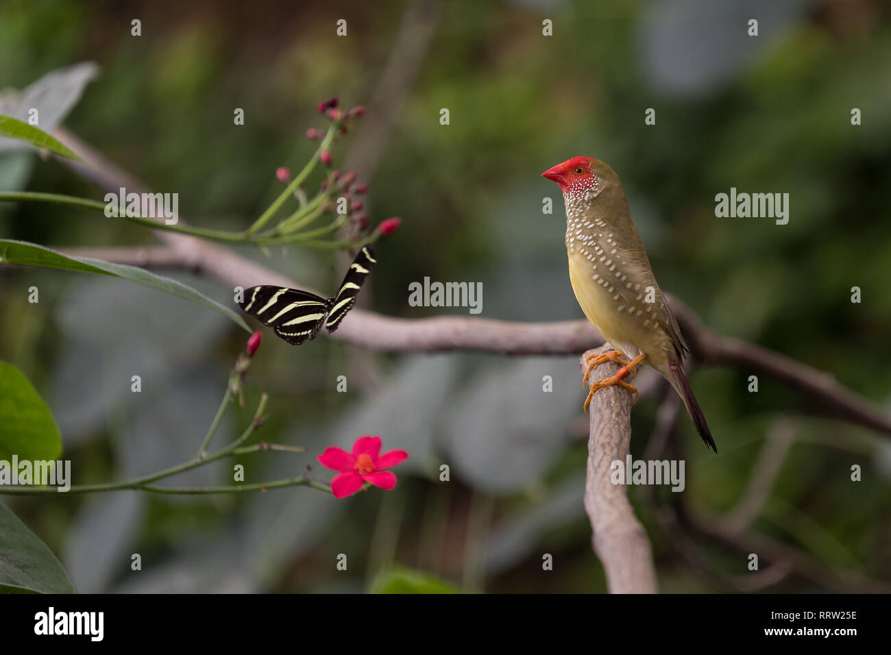 Star finches hi-res stock photography and images - Alamy