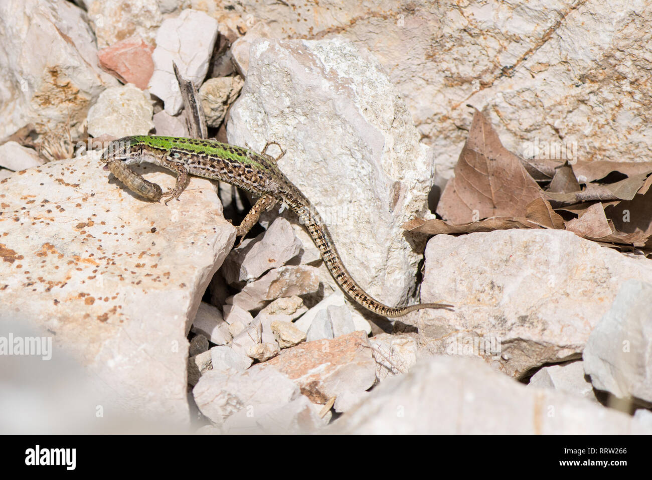 Lizard eating a worm on a stone Stock Photo - Alamy