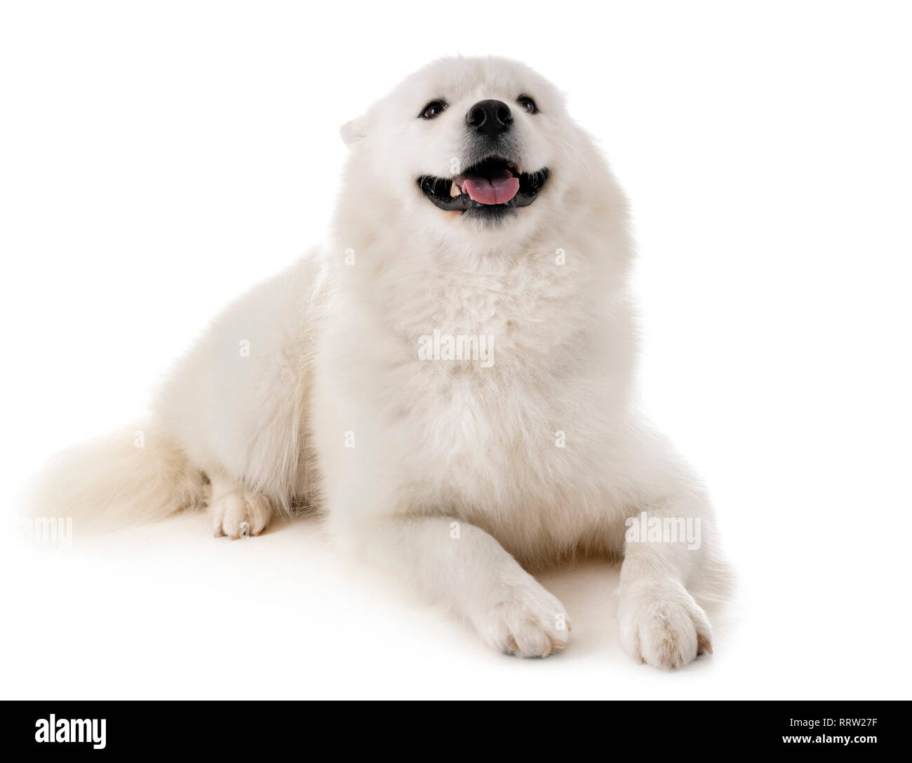 Samoyed dog in front of white background Stock Photo - Alamy