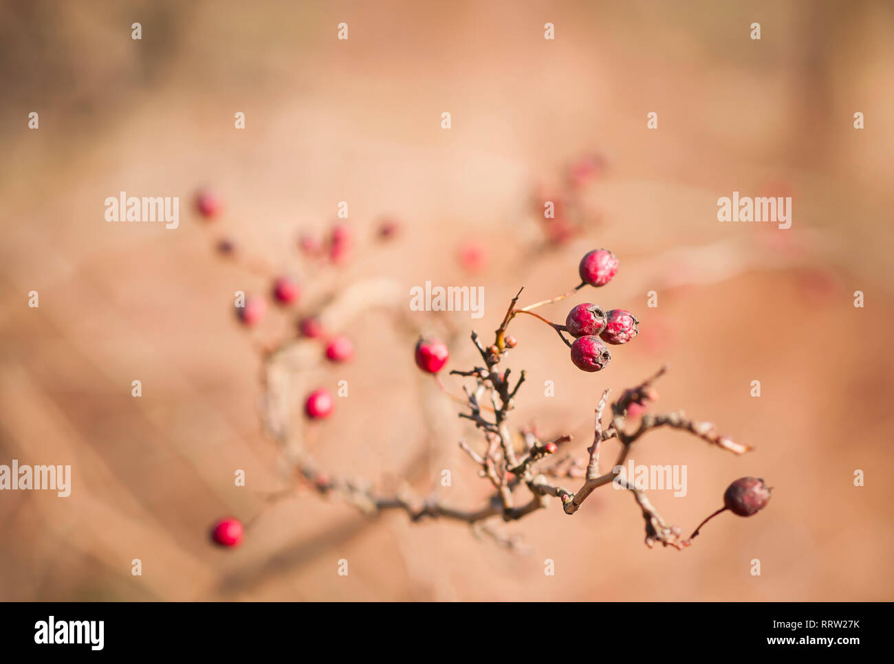 Common hawthorn fruits (Crataegus monogyna, oneseed hawthorn, or single ...