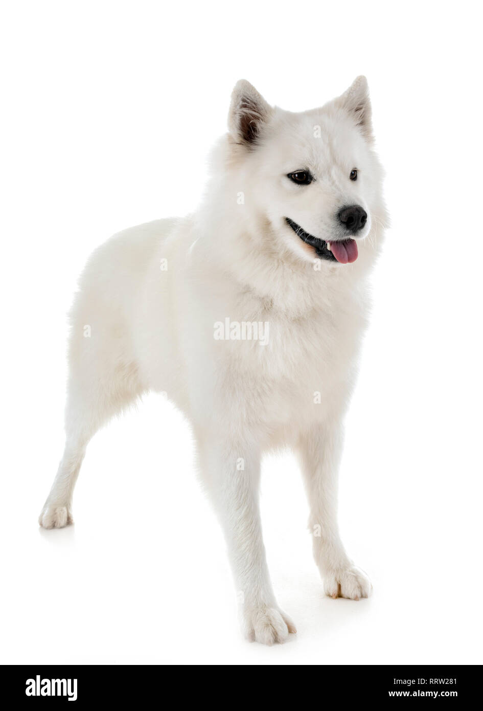 Samoyed dog in front of white background Stock Photo - Alamy