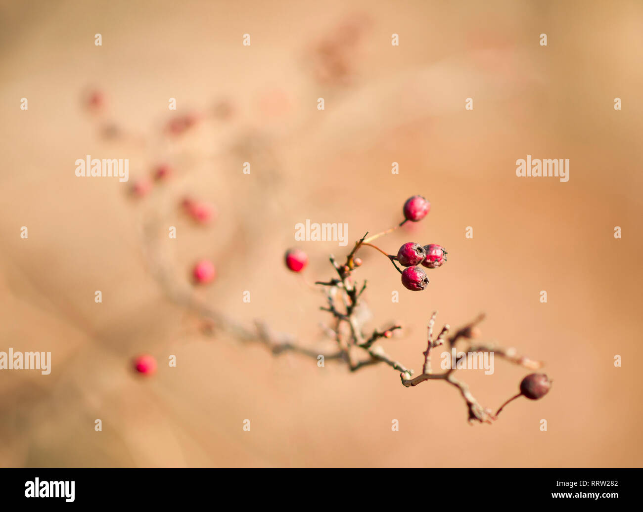 Common hawthorn fruits (Crataegus monogyna, oneseed hawthorn, or single ...