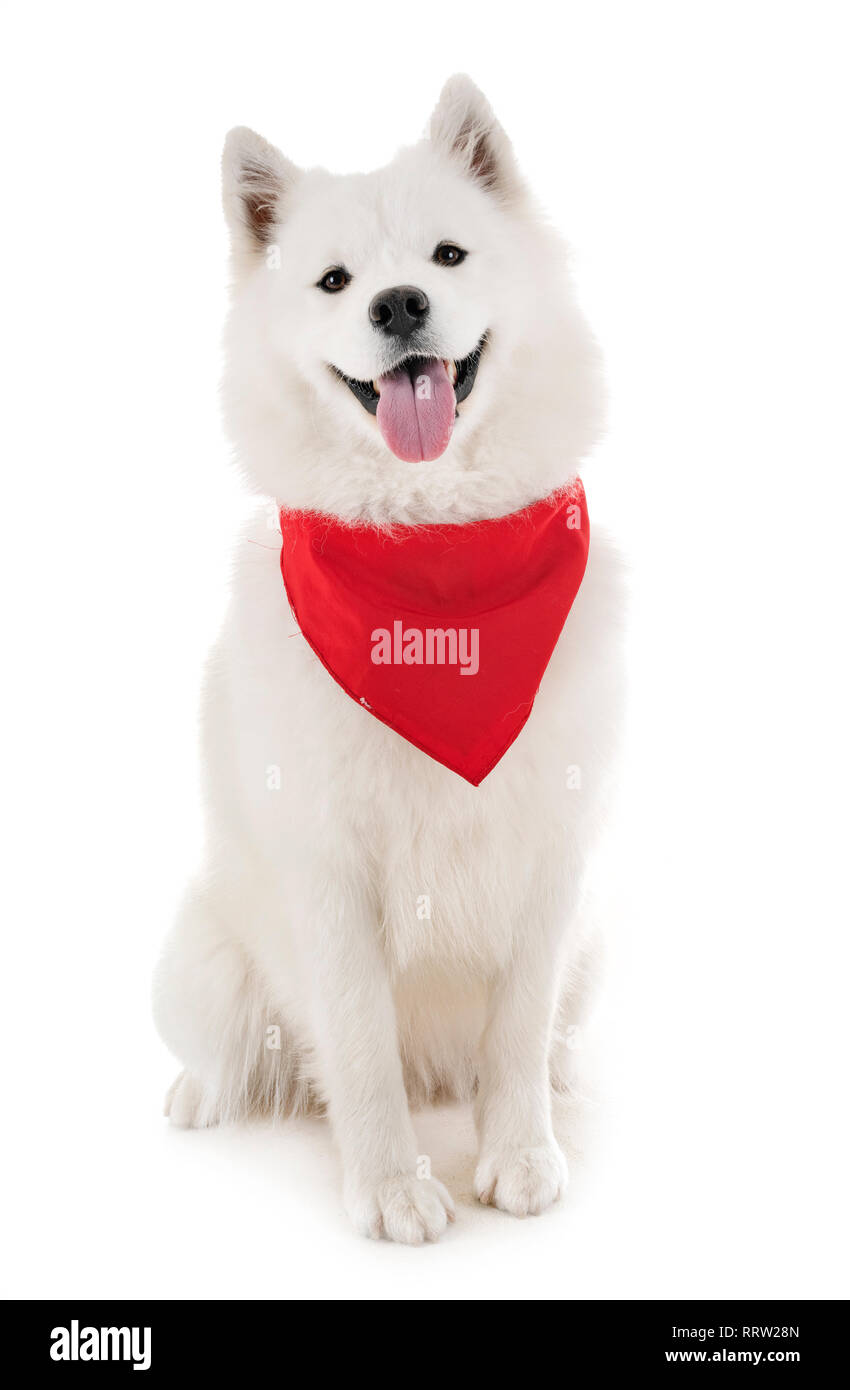 Samoyed dog in front of white background Stock Photo - Alamy