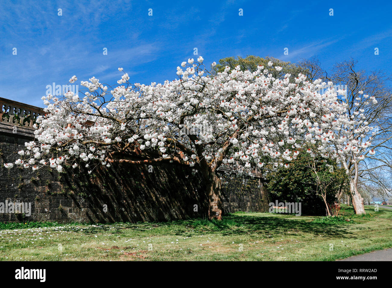 Single cherry blossom tree hi-res stock photography and images - Alamy