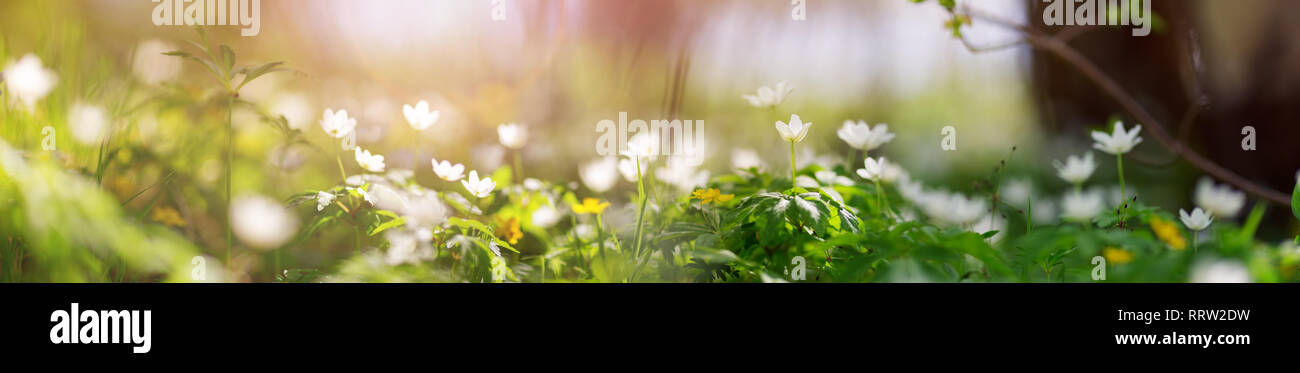 Wood with beautiful spring flowers at sunset Stock Photo - Alamy