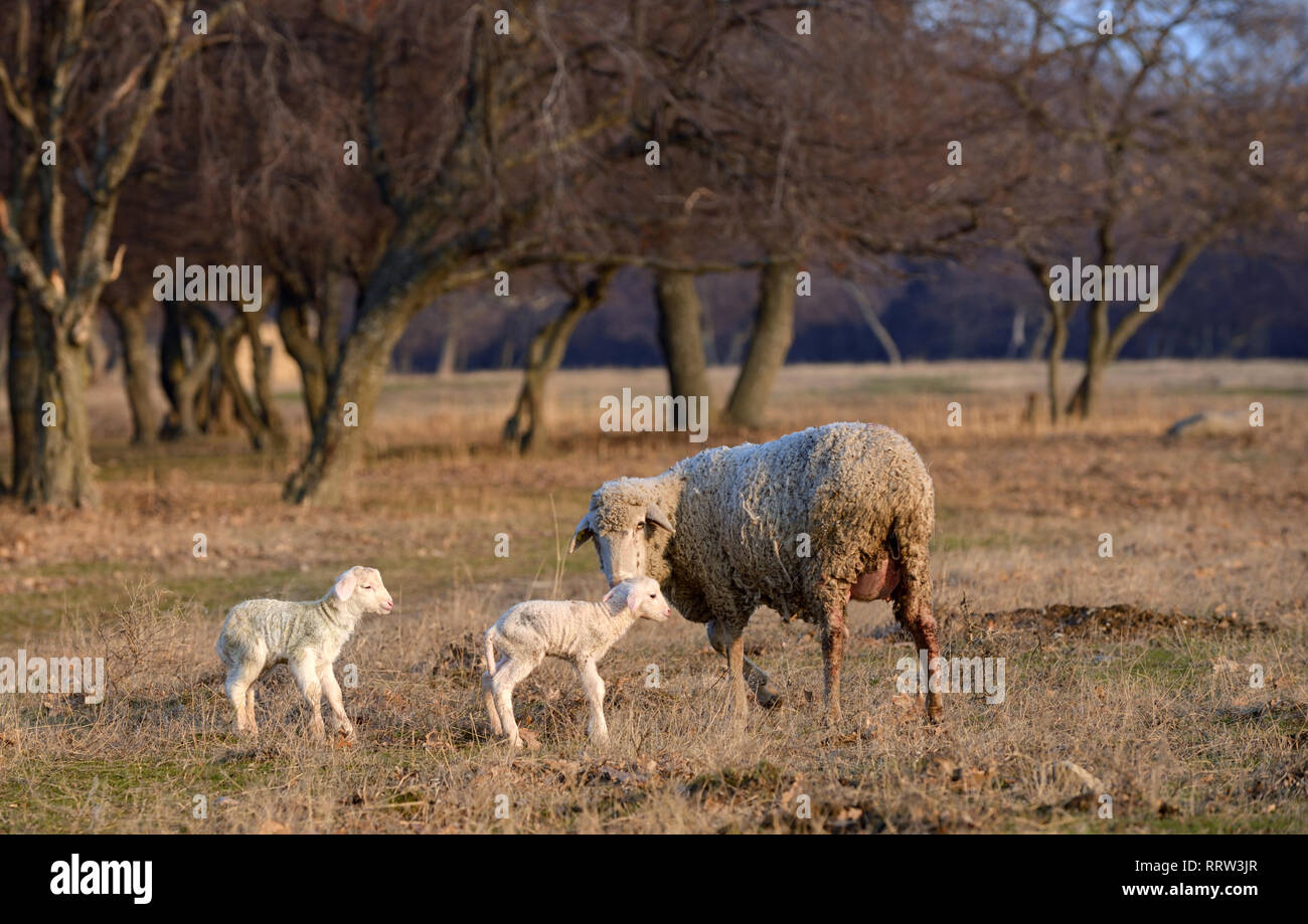 Sheep and two lambs on sunset field Stock Photo - Alamy