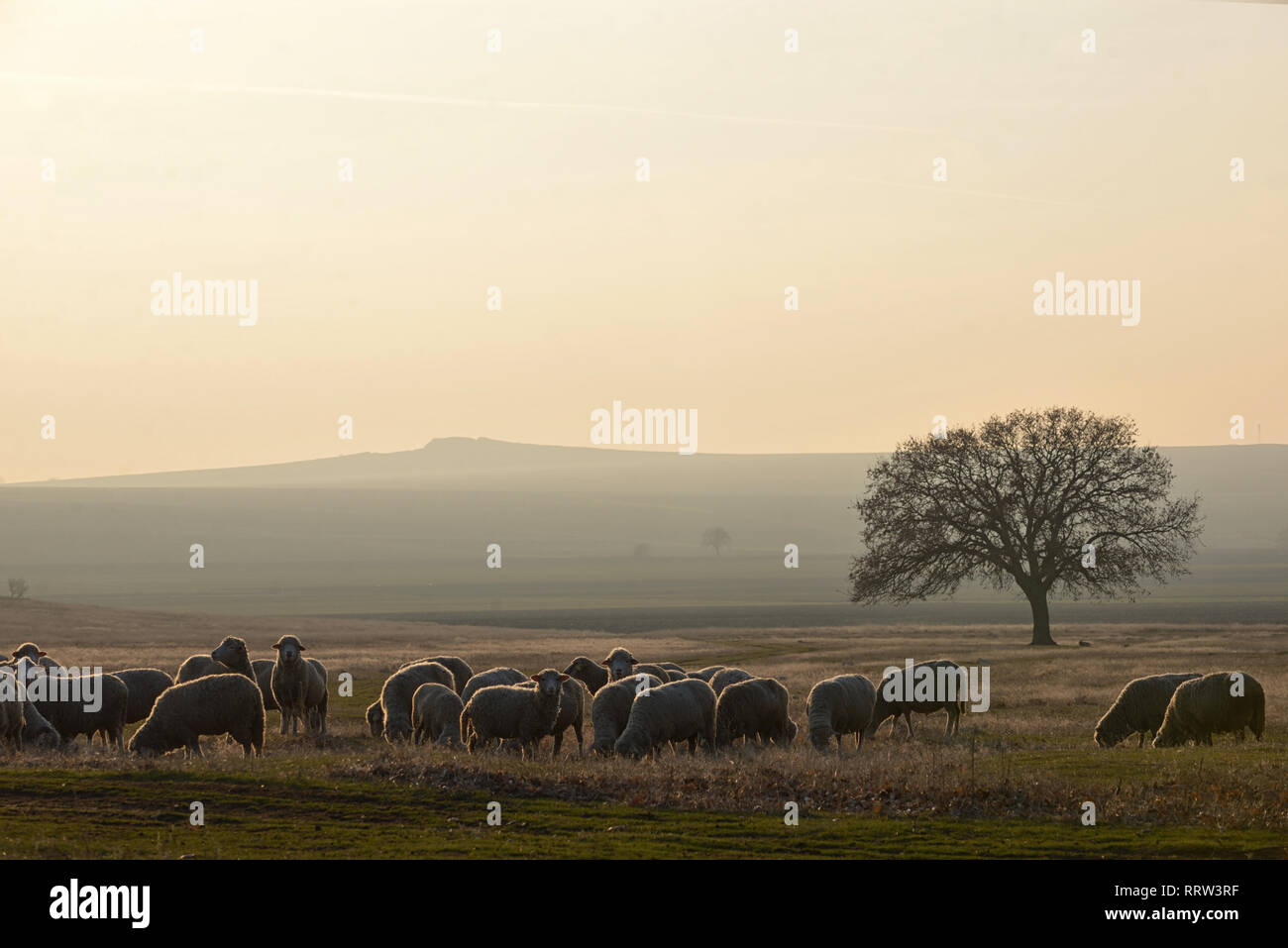 Oak tree shade sheep hi-res stock photography and images - Alamy