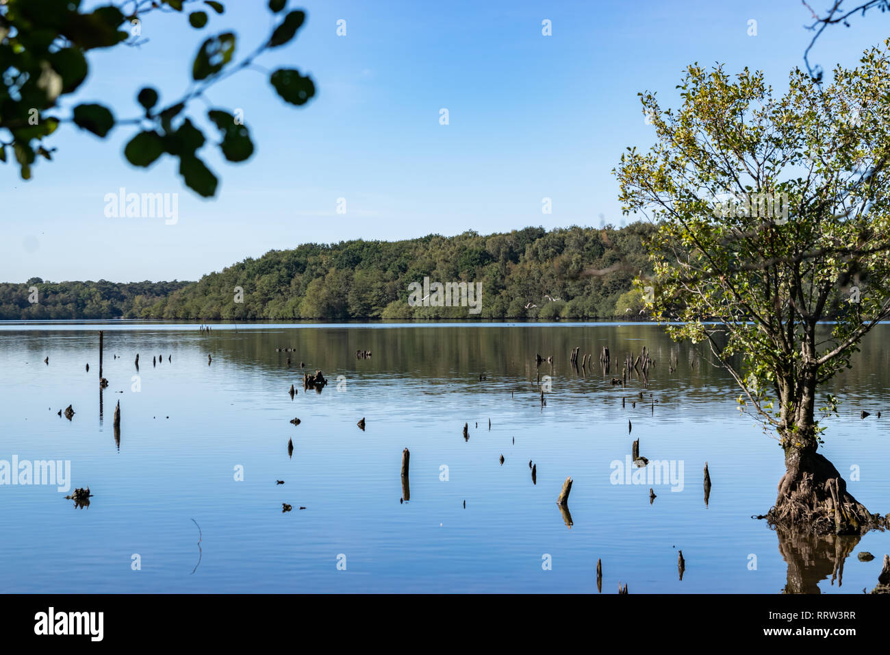 Landscape of the lake and old roots of trees protruding from the water ...