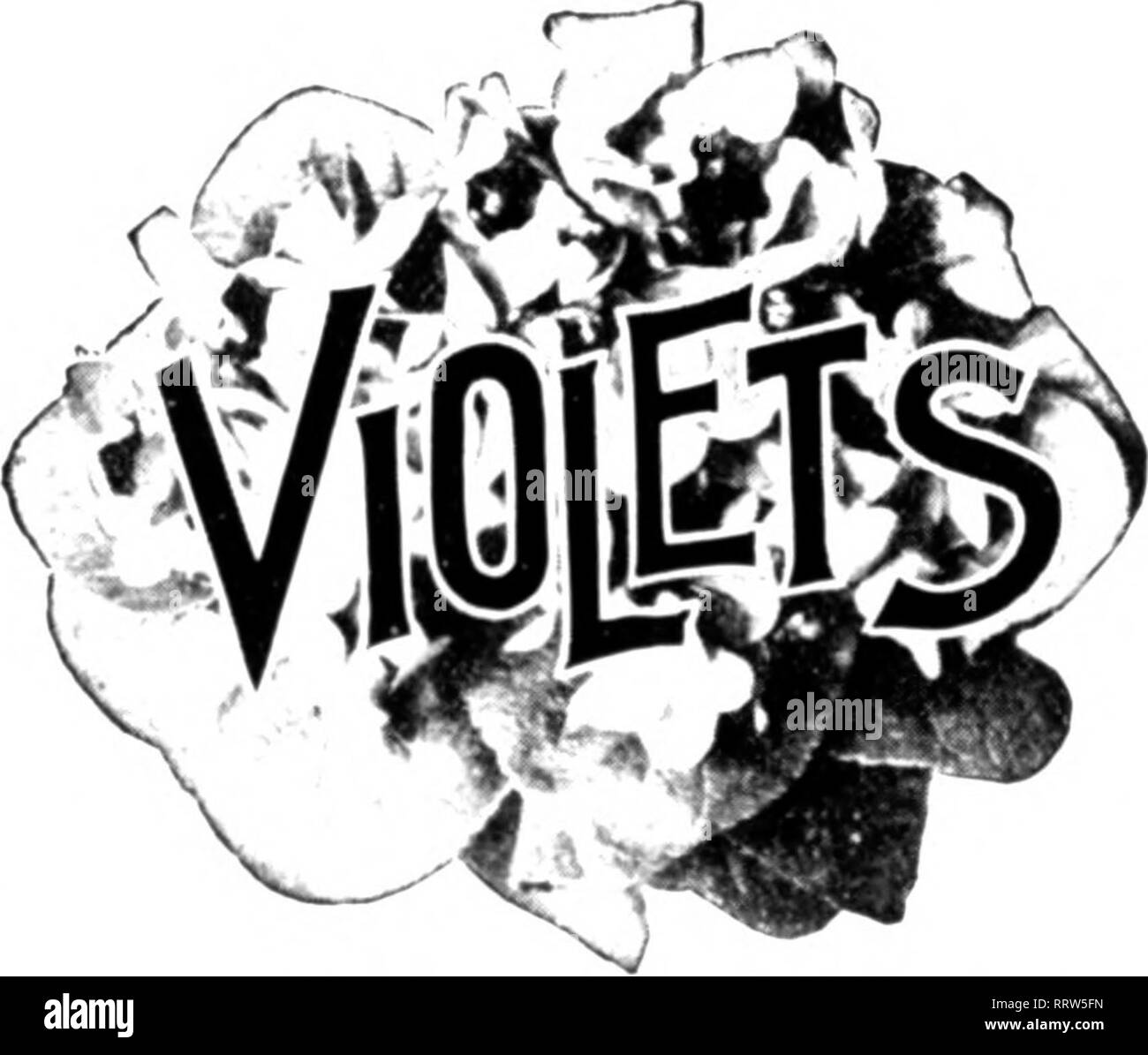 Violet root rot Black and White Stock Photos & Images - Alamy