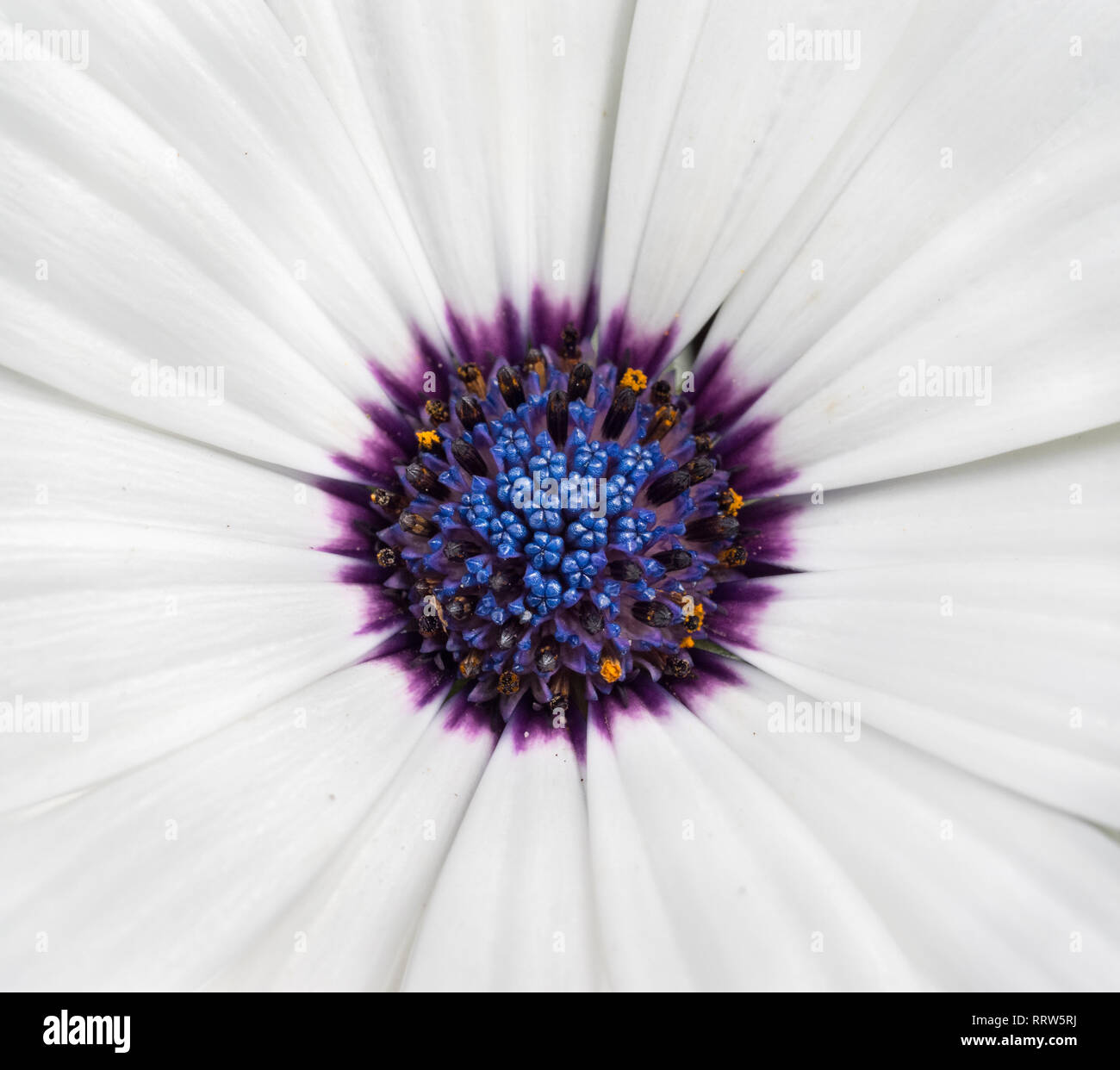 From the center of symmetry hi-res stock photography and images - Alamy