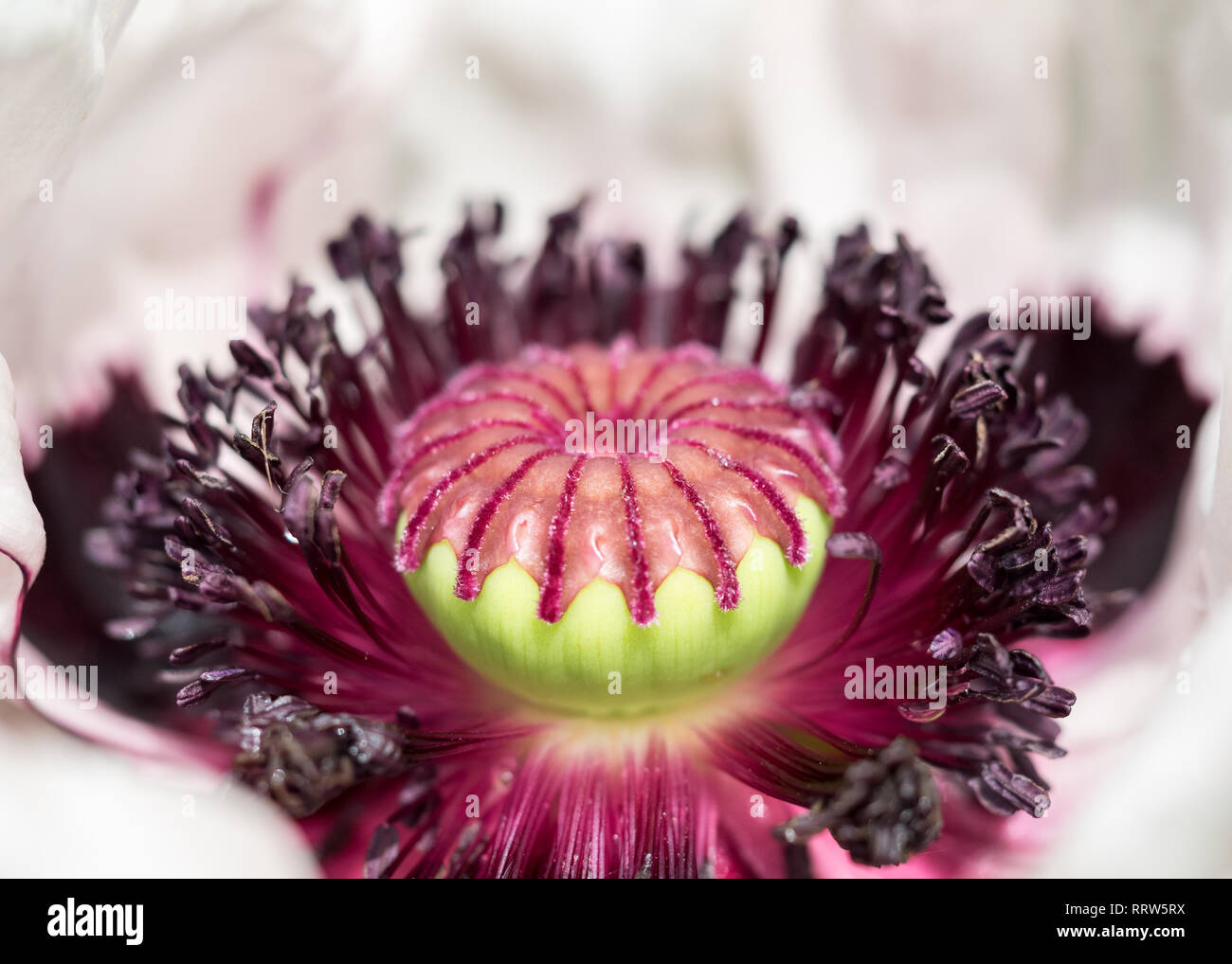 Centre of a poppy hi-res stock photography and images - Alamy