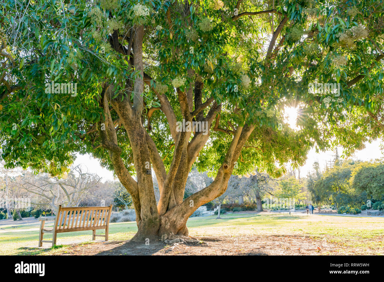 Nature landscape with trees at Los Angeles, California Stock Photo - Alamy