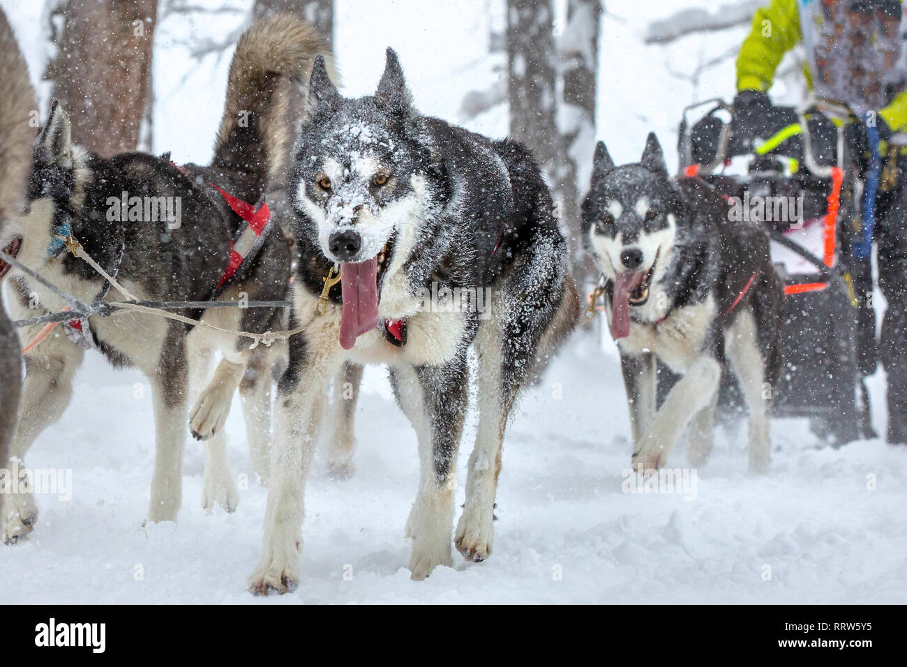 Team sled dogs running along a snowy road during heavy snow. Snow stuck ...