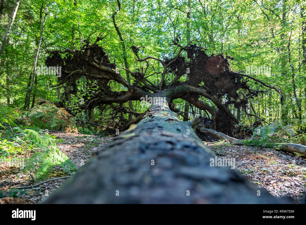 Nature and landscape concept: Closeup from the trunk of a tree ...