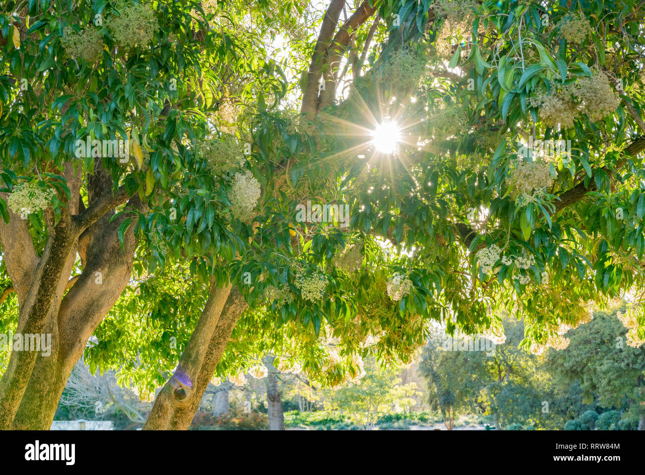 Nature landscape with trees at Los Angeles, California Stock Photo - Alamy