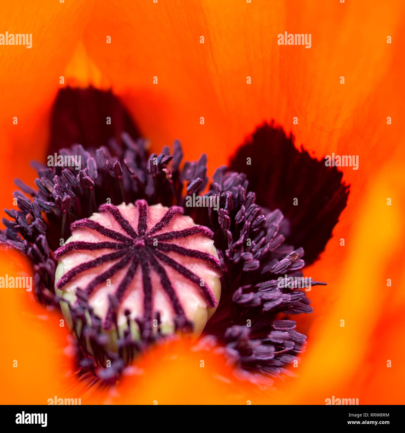 Centre of a poppy hi-res stock photography and images - Alamy