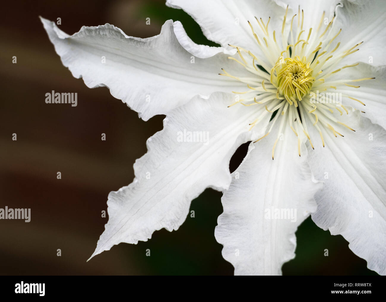 A macro detail close up close-up of a white petal Clematis "Gillian ...