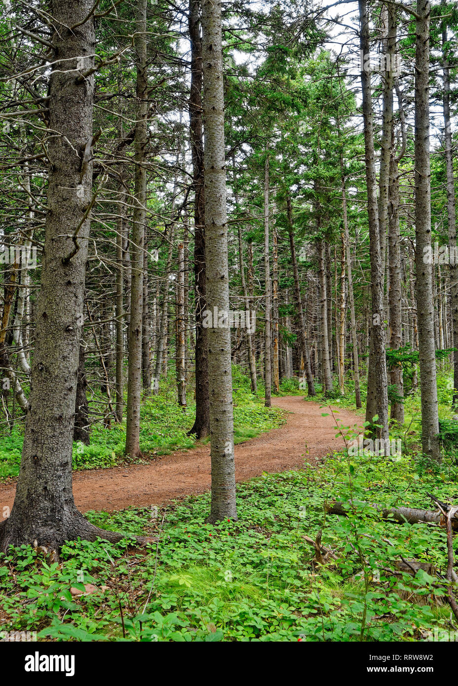 Dirt path through the forest Stock Photo - Alamy