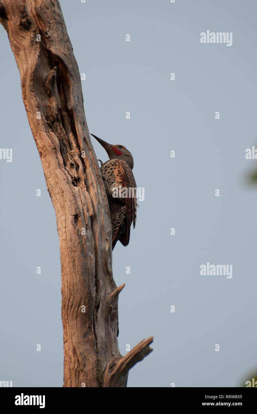 Norther flicker hi-res stock photography and images - Alamy