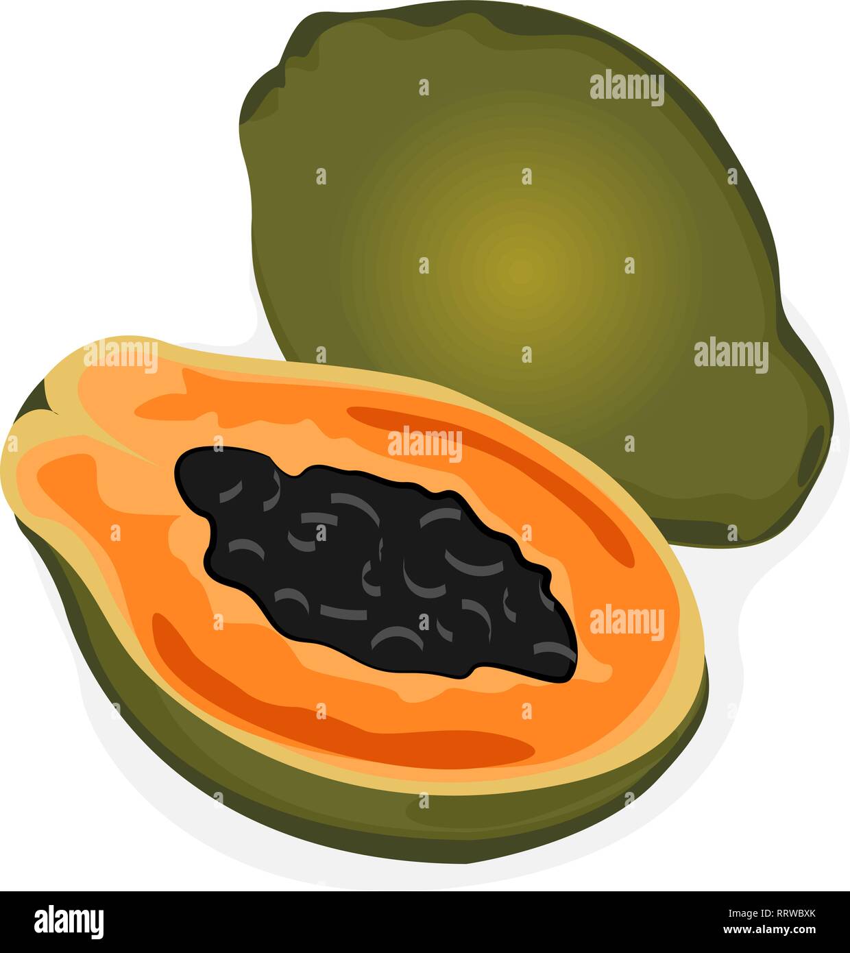 Papaya and a half vector illustration on a white background isolated ...