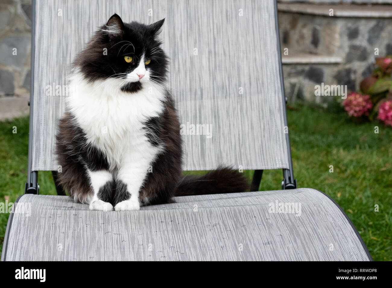 Cat sitting outdoor on a sunbed in the garden. Black and white fluffy ...