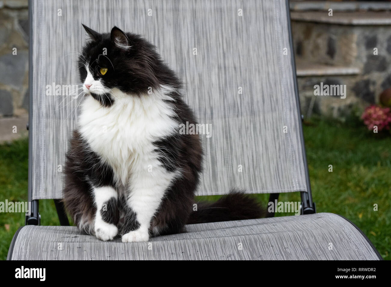 Cat sitting outdoor on a sunbed in the garden. Black and white fluffy ...