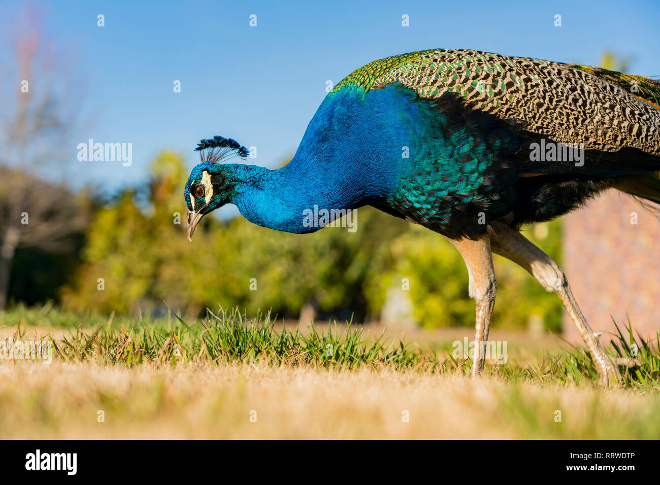 Peacock walking in the forest at Los Angeles, California Stock Photo ...